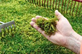 Świerk Pospolity: Jak Rośnie i Którą Odmianę Wybrać?